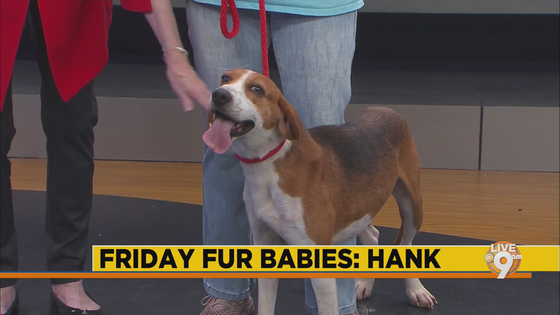 Friday Fur Babies: Meet Hank – WJTV