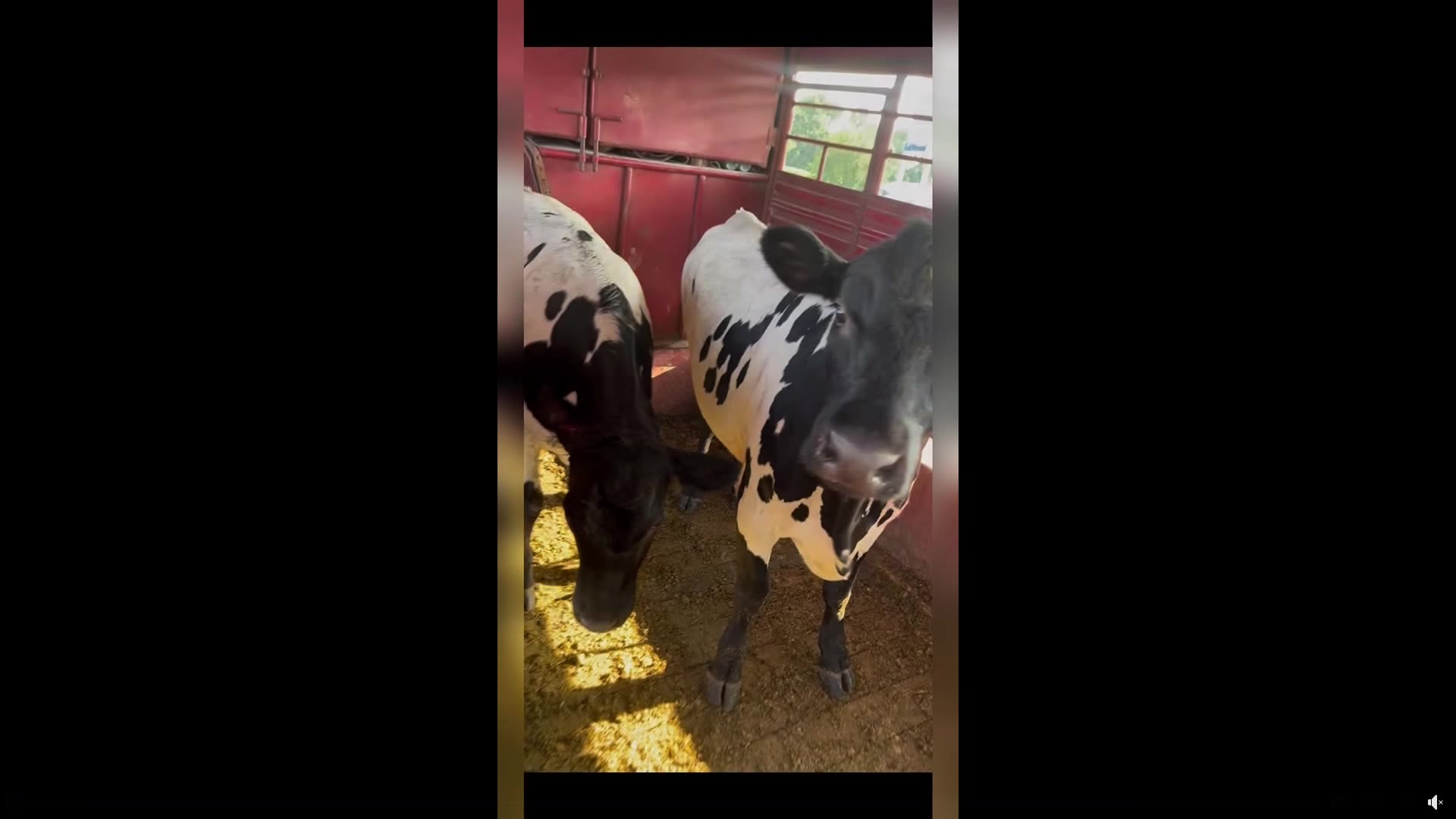 ‘Feral’ cows captured in Allen County – WANE 15