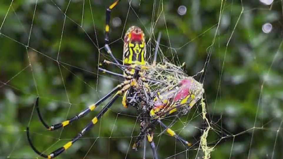 Are giant spiders coming to NY and NJ this summer? – PIX11