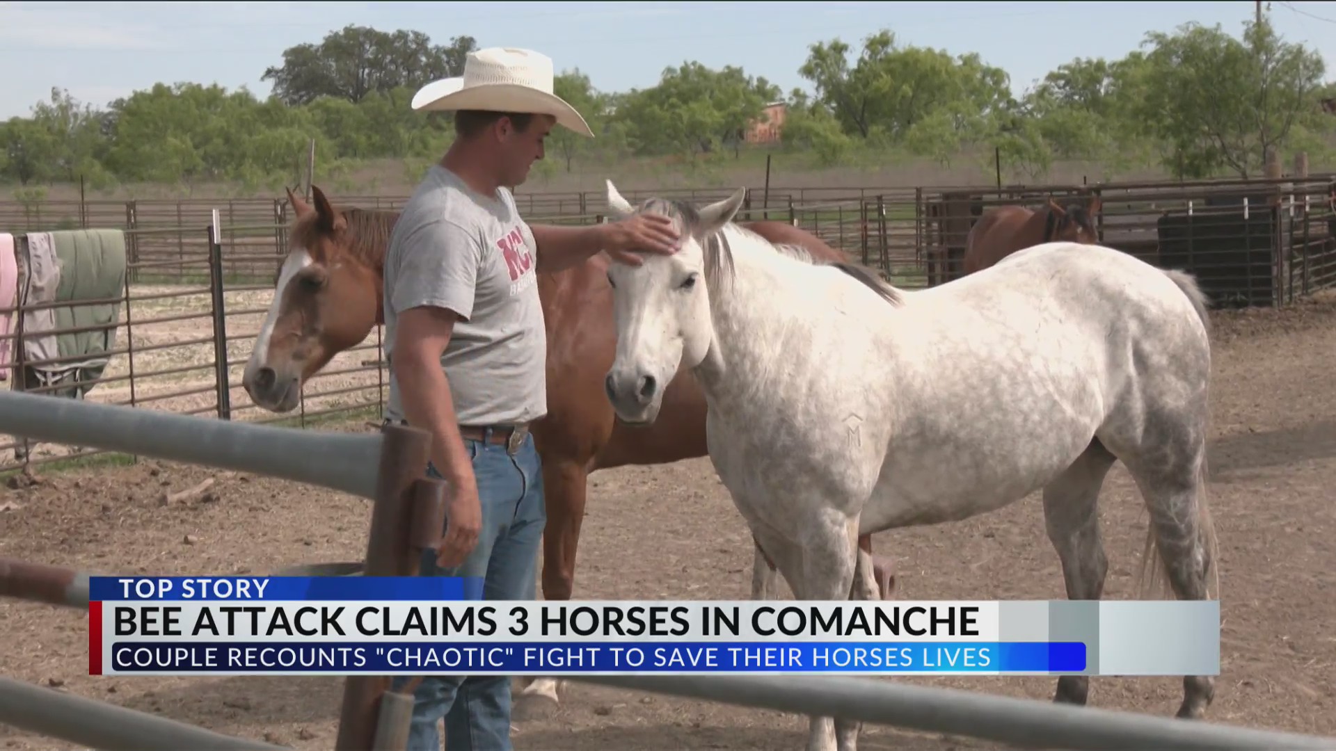Comanche couple recounts bee attack that killed 3 of their horses – WFLA