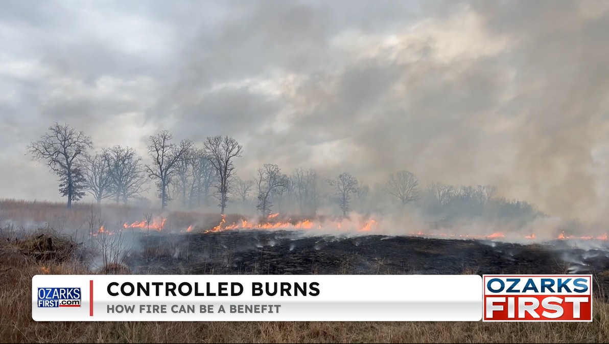 Science with Schmidt: The benefit of controlled burns – KOLR ...