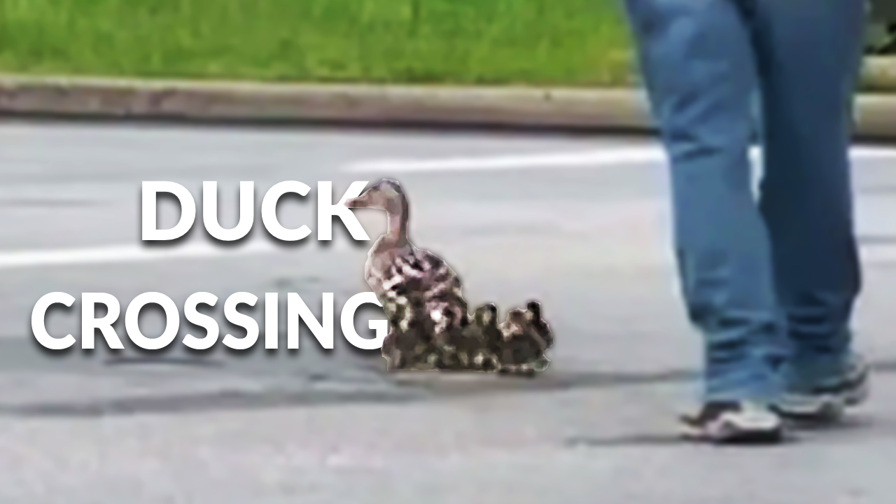 Why did the ducks cross the road? Man helps them waddle to safety on ...