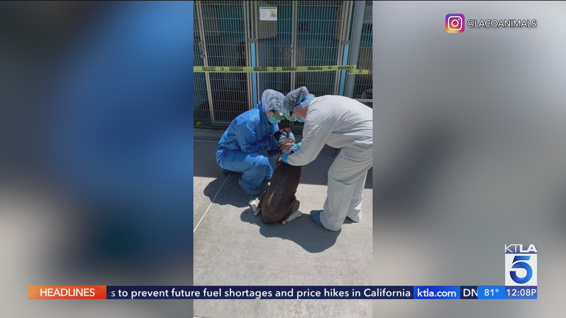 Strep Zoo outbreak discovered at Baldwin Park Animal Care Center – FOX 2