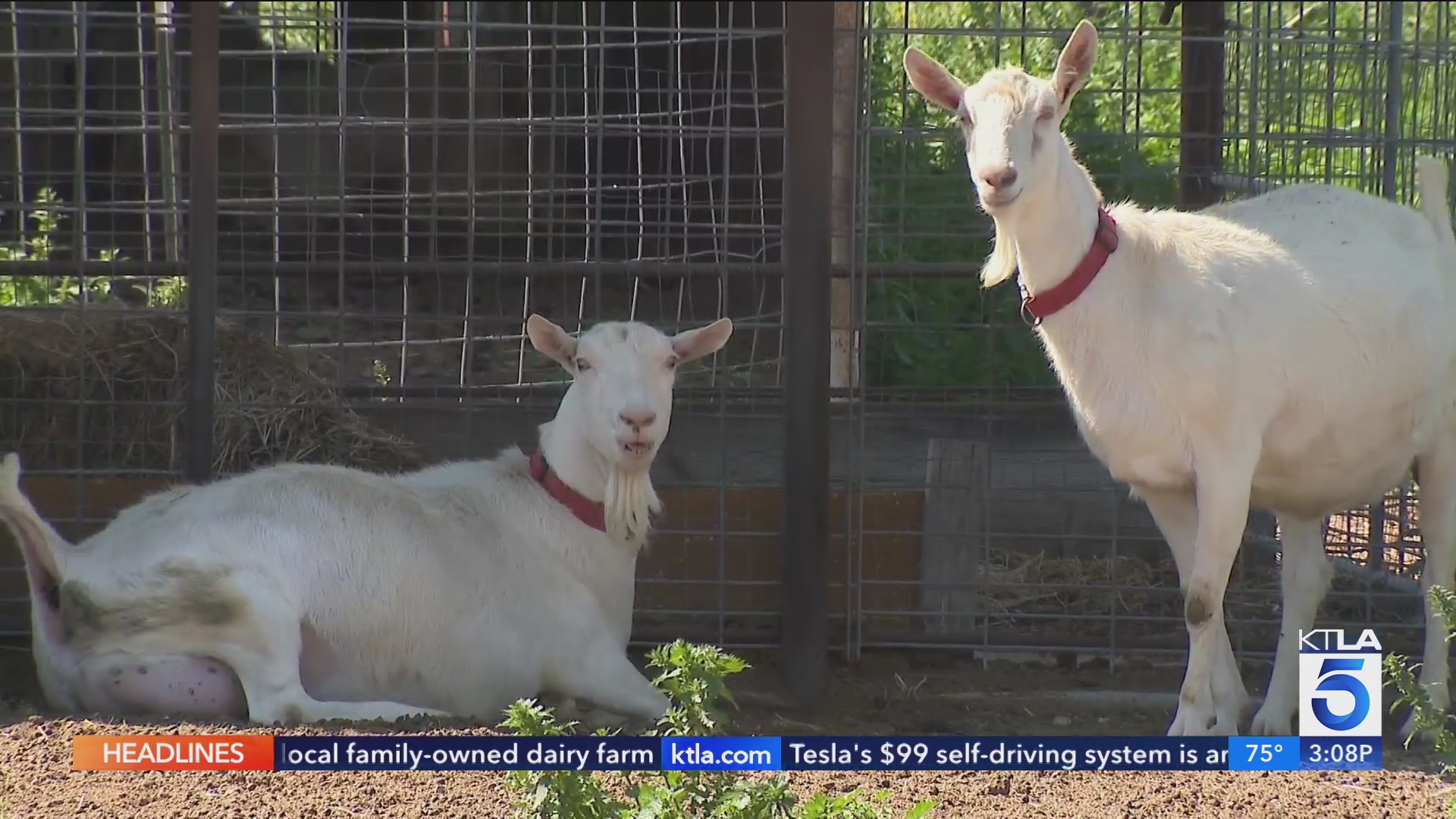 12 goats stolen from local family-owned dairy farm – KTLA
