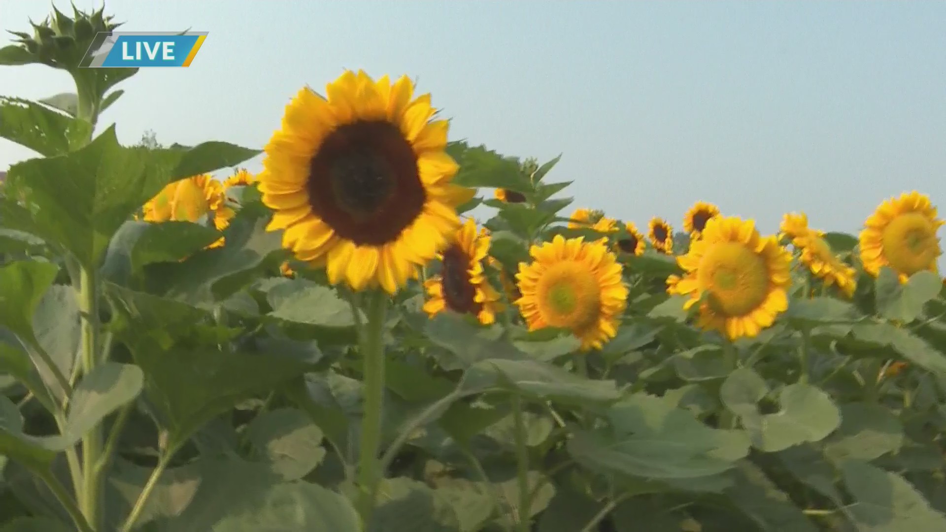 Sunflowers Taking Flight 8-4-25 Part 1 – WFRV Local 5 – Green Bay, Appleton