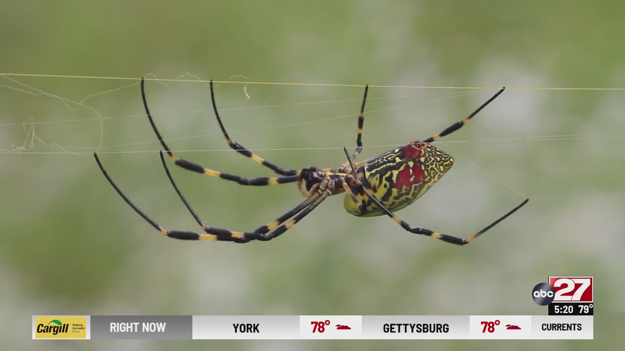 Could the giant, flying Joro spiders make their way to Pennsylvania ...