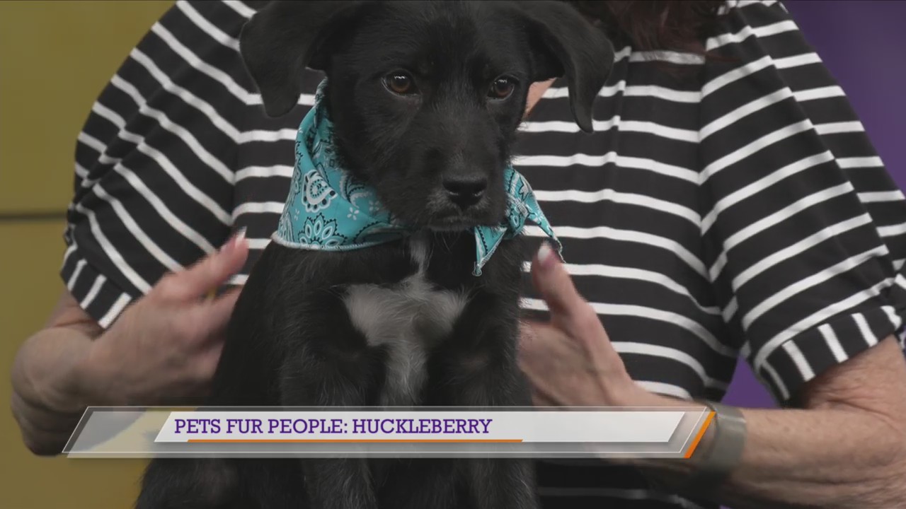 Pets Fur People: Meet Huckleberry – KETK.com | FOX51.com