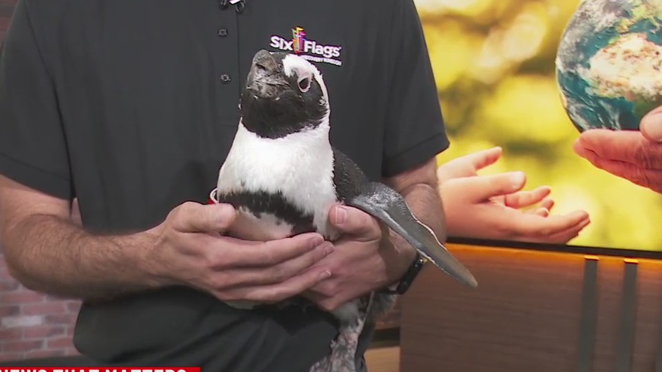 Earth Day with Six Flags and Penguin Pong – FOX40 News