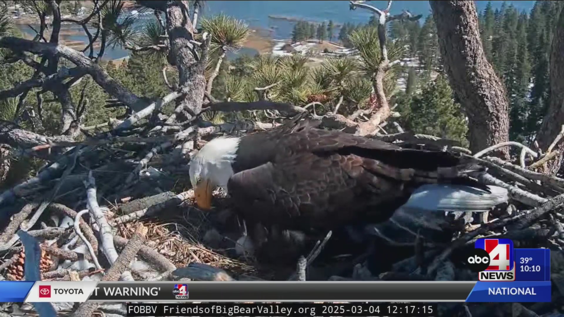 Nearly 80K viewers tuning in to live eagle cam in Utah – ABC4 Utah