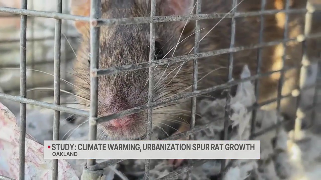 Climate warning, urbanization spur rat growth in Bay Area cities – KRON4