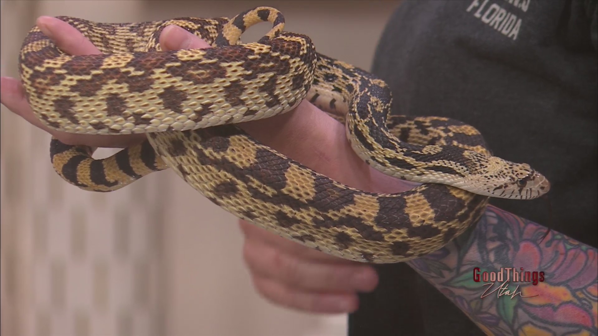 Utah Rattlesnake Avoidance – ABC4 Utah