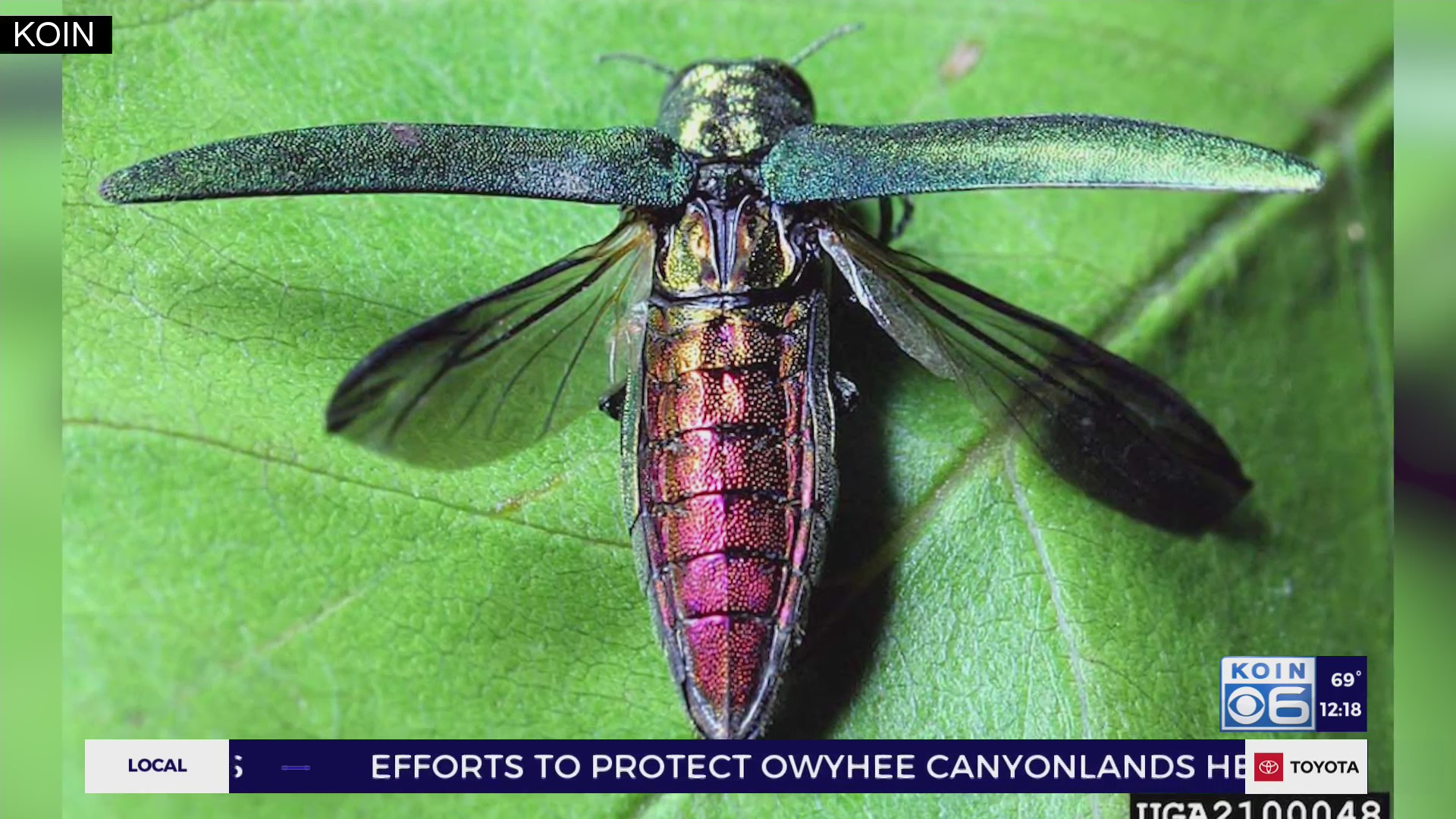 Washington residents asked to keep watch for emerald ash borer, other ...