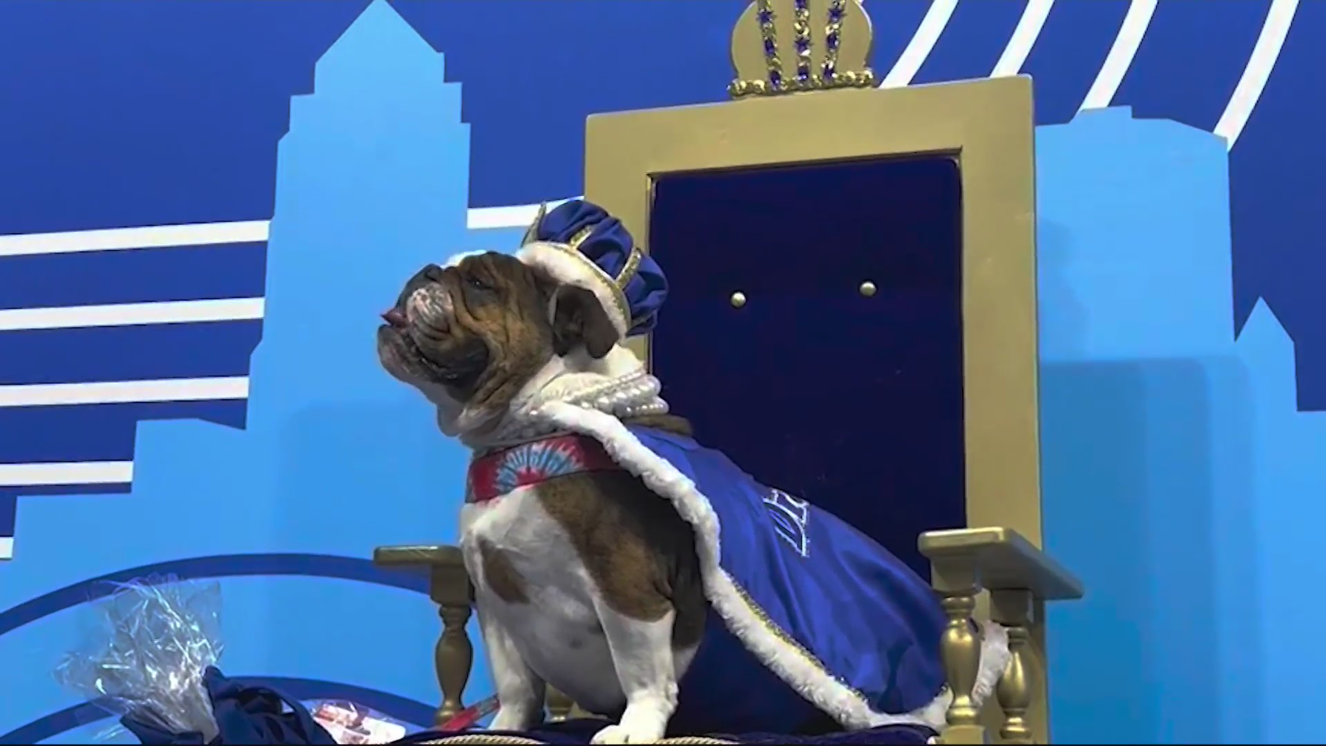 Most Beautiful Bulldog Contest winner named during Drake Relays event ...