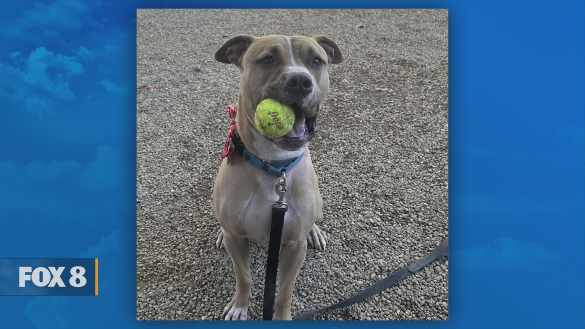 New Day Cleveland: Berea ARF – Fox 8 Cleveland WJW