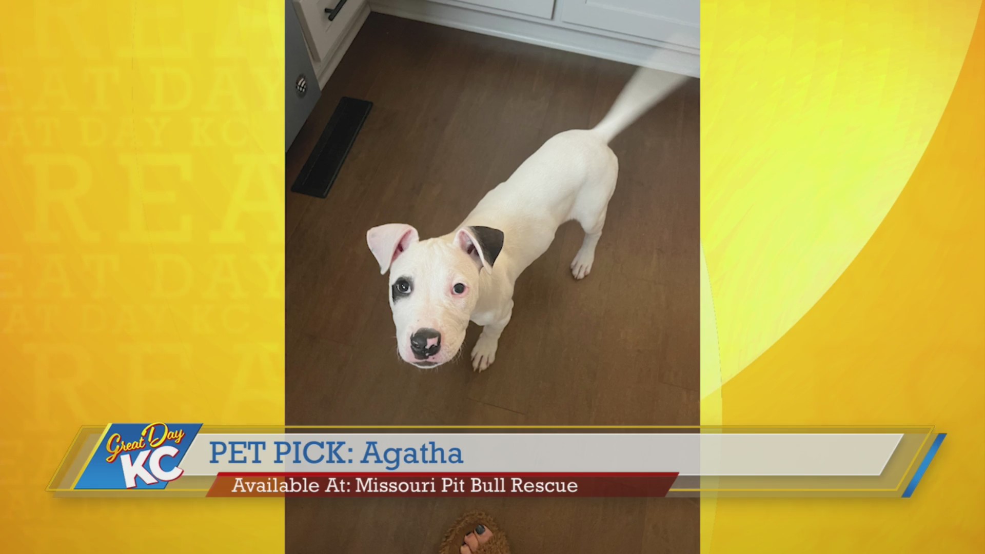 PET PICK: Agatha – FOX 4 Kansas City WDAF-TV | News, Weather, Sports