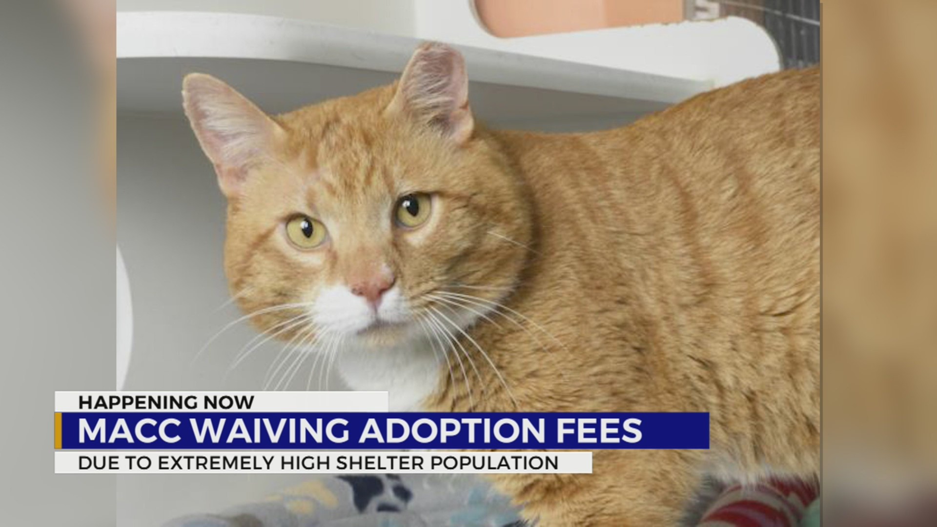 MACC waiving adoption fees due to high shelter population – WKRN News 2