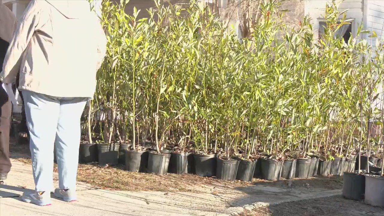 Panama City officials look to restore tree canopy through tree ...