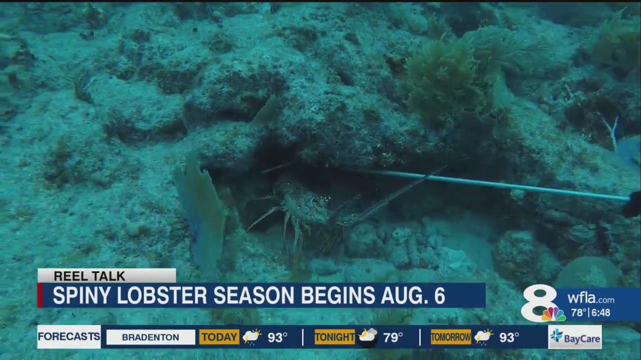 Reel Talk: How to catch a Florida lobster – Amanda Holly recaps ...