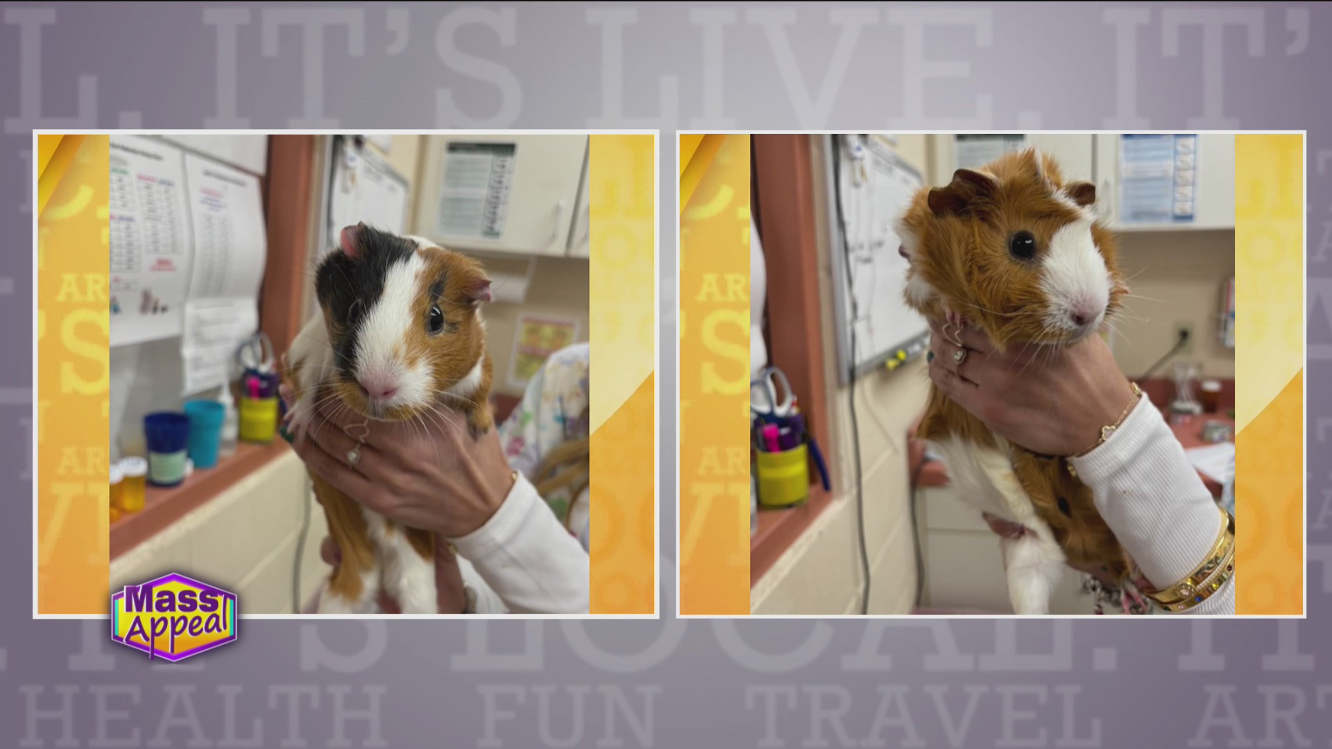 Mass Appeal Pet of the Week: Meet Poppy & Harriett – WWLP