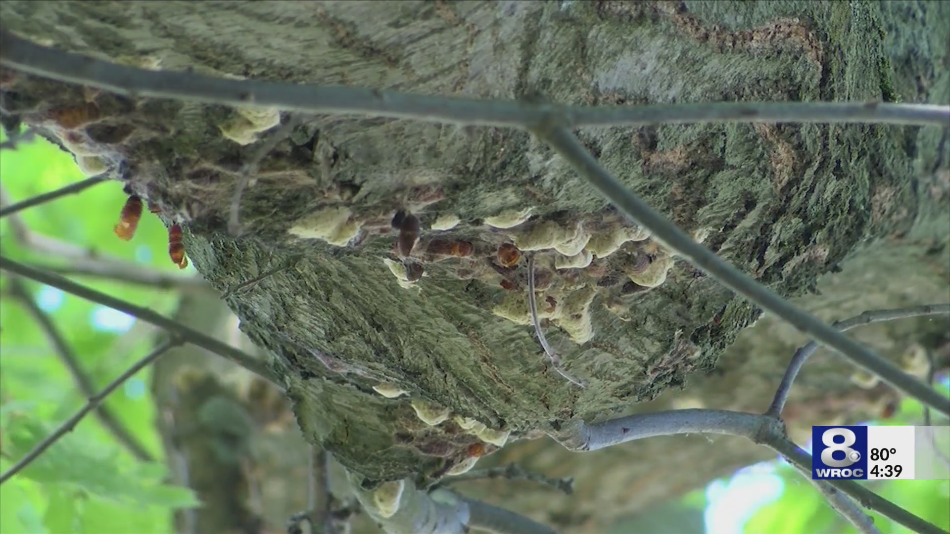 Spongy Moth: How one can help control this invasive species ...