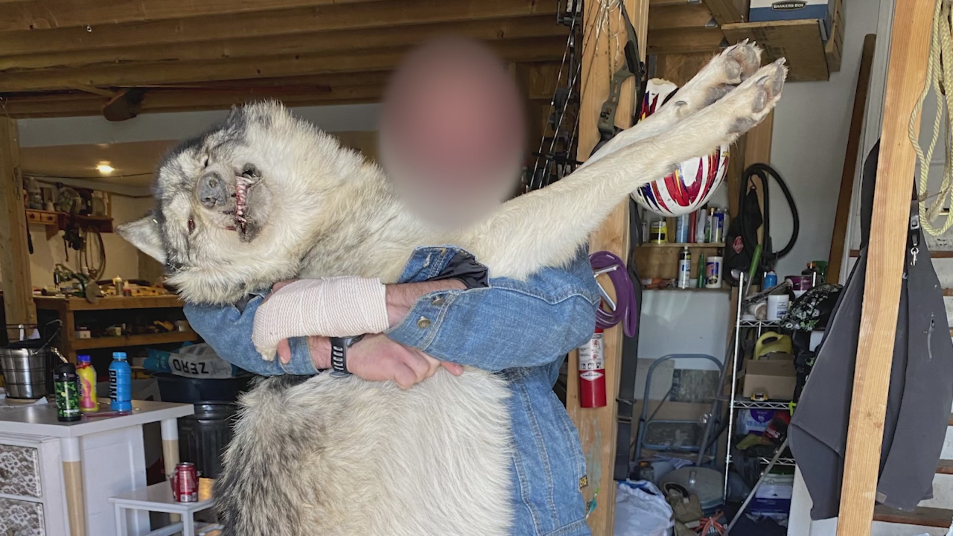 2 wolf deaths under investigation in Colorado – FOX21 News Colorado