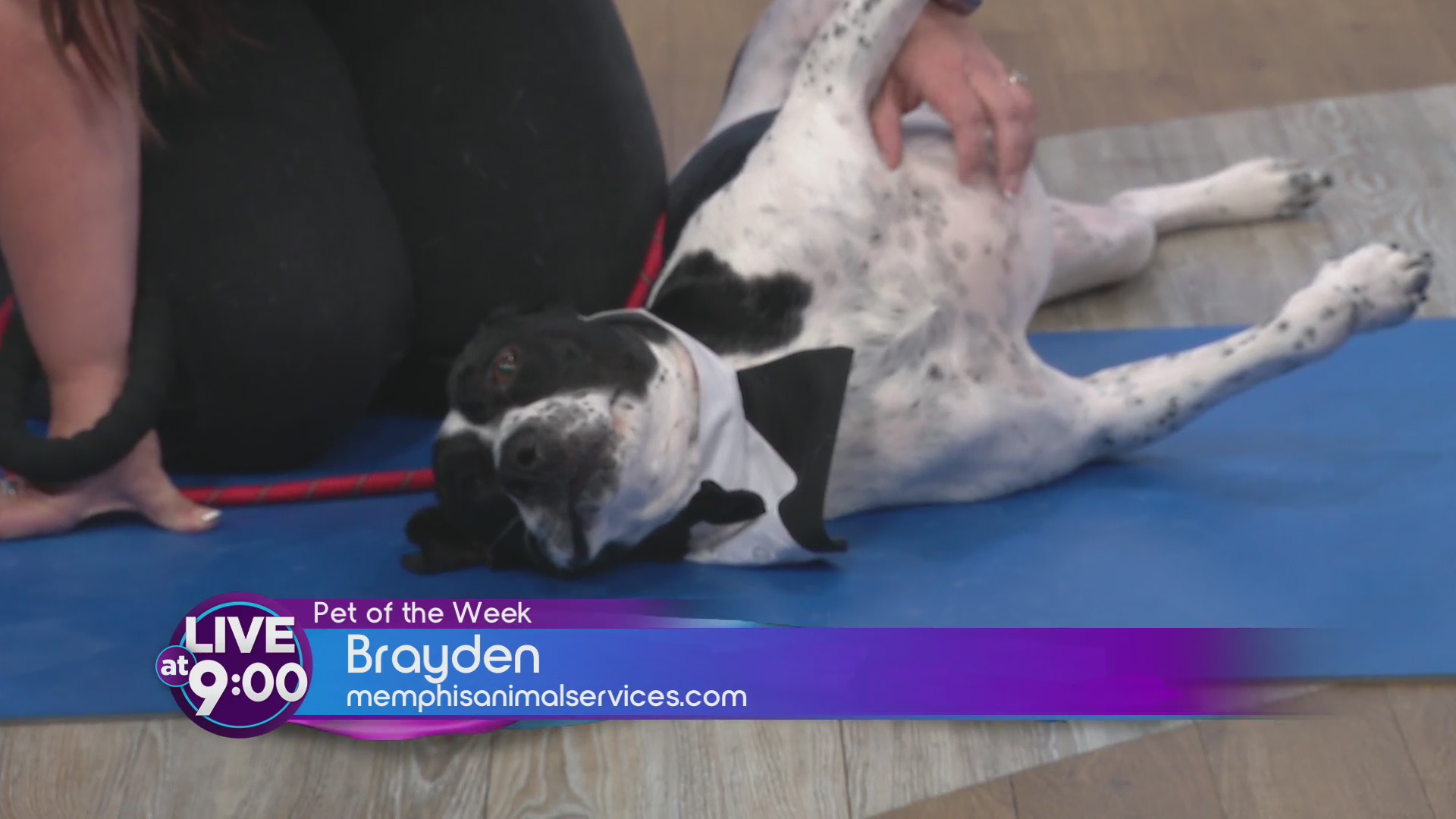 Brayden the Gentle Pup Is Smart, Sweet, and Ready to Go! – WREG.com