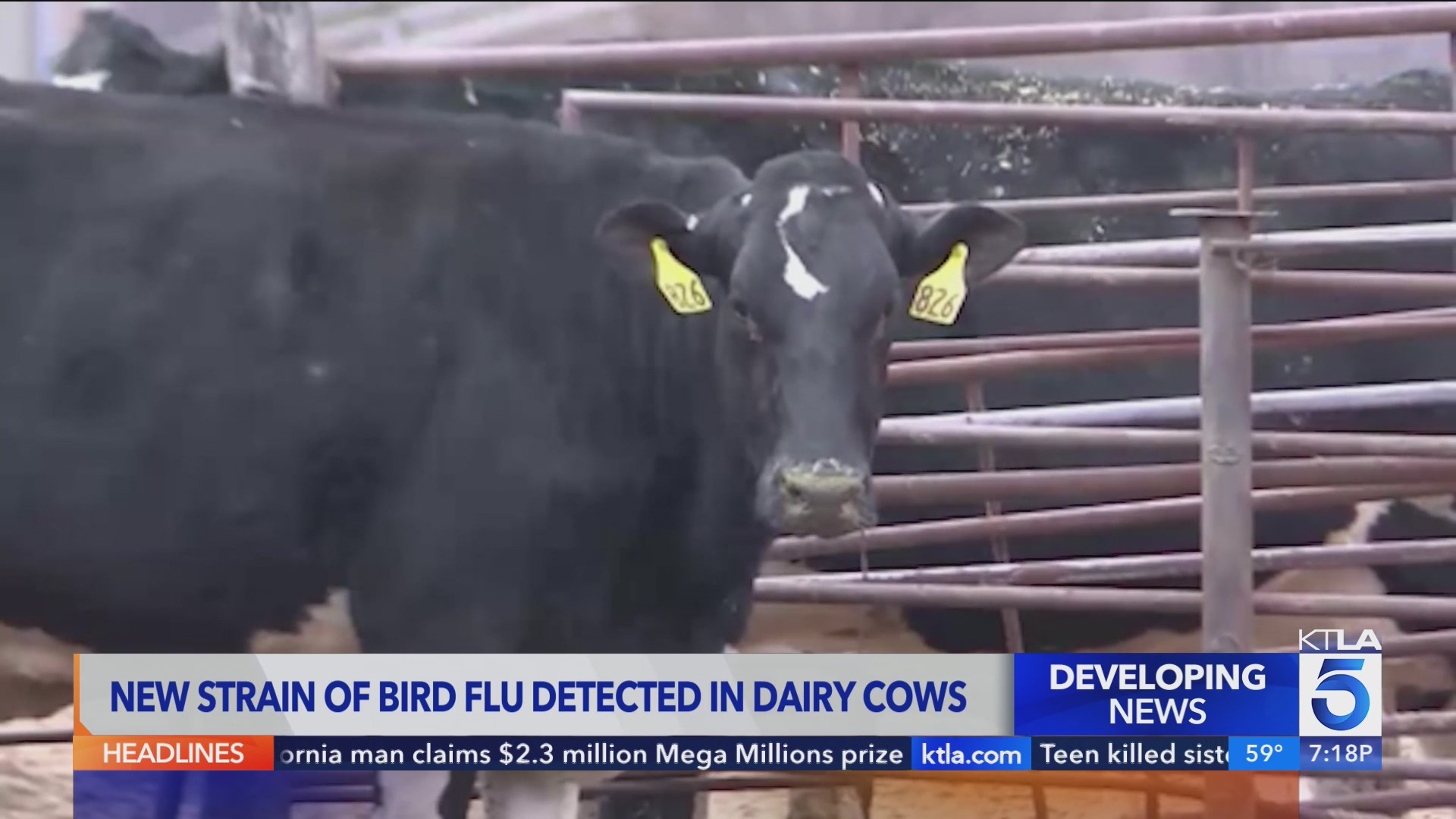 USDA: New bird flu variant found in dairy cattle – KTLA