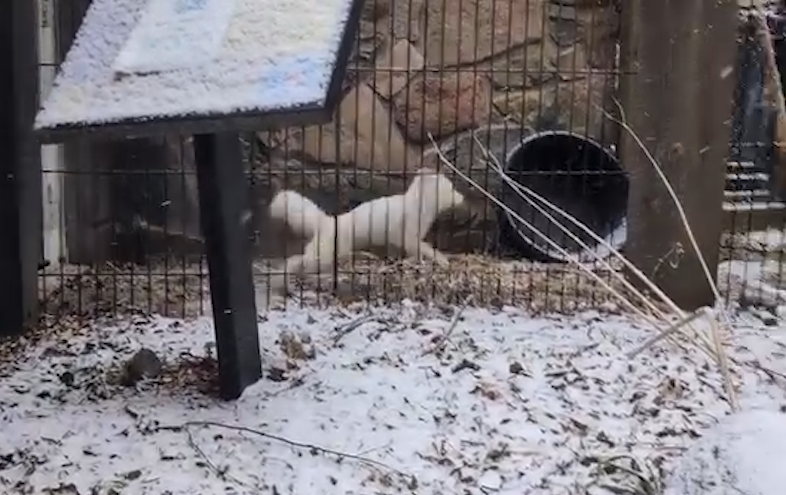 Portland’s Arctic fox gets the zoomies after recovering from salmon ...