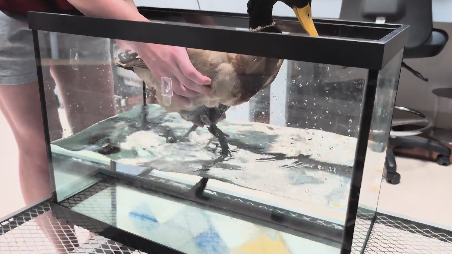 New Mexico Tech continues wildlife research with taxidermy duck drones ...