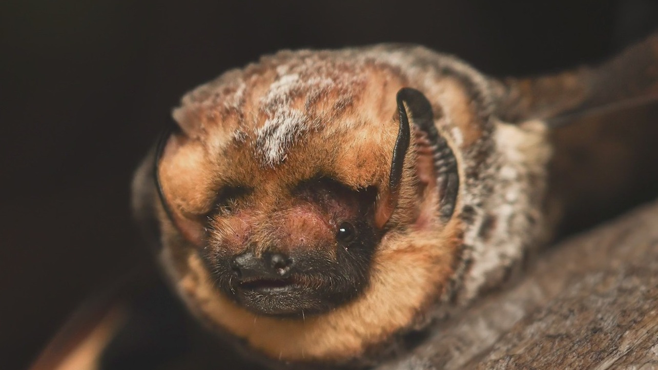 Oregon bats three-peat as beauty contest champions – KOIN.com