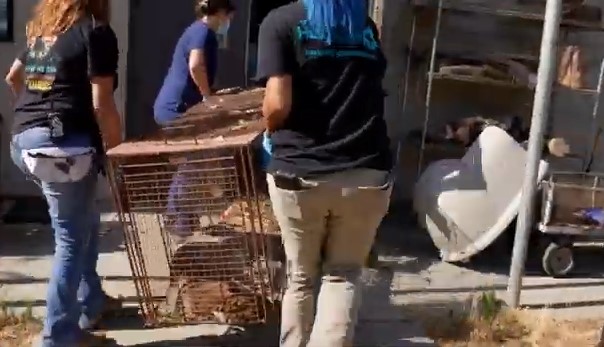 Mountain Lion Hit by Car Released Back Into Wild After Recovery – WNCT