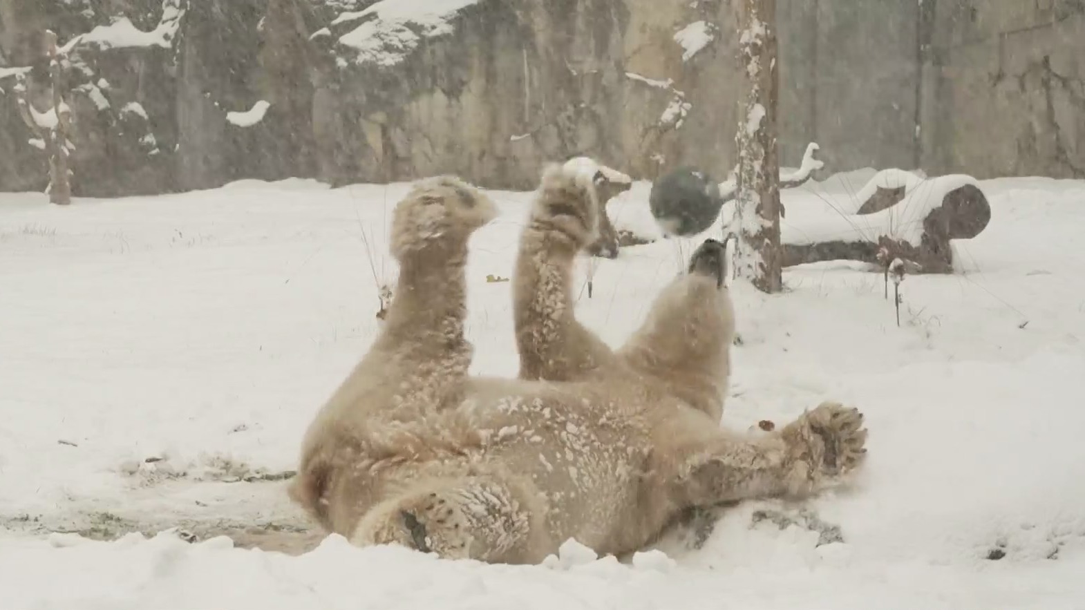 Brookfield Zoo Chicago animals enjoy season’s first snowfall – WGN-TV