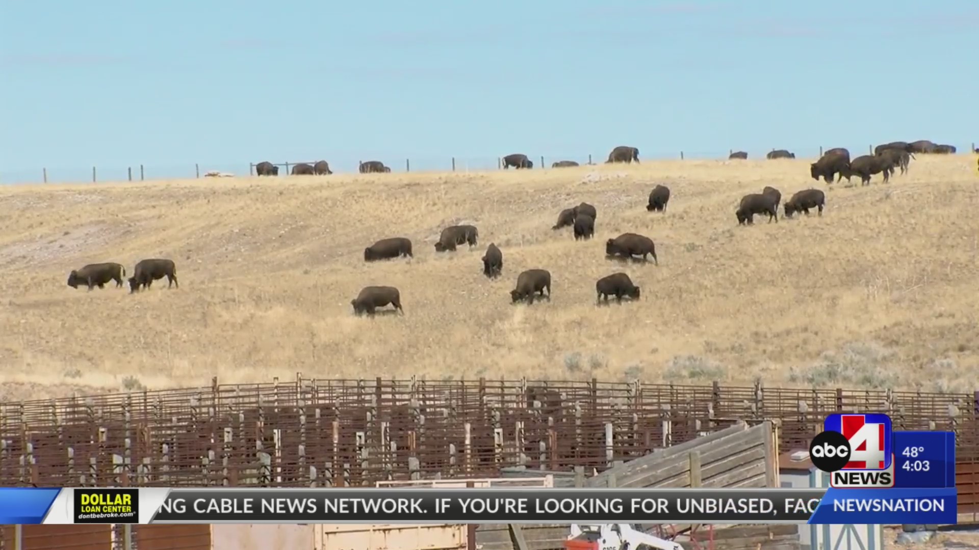 Antelope Island Bison Roundup – ABC4 Utah
