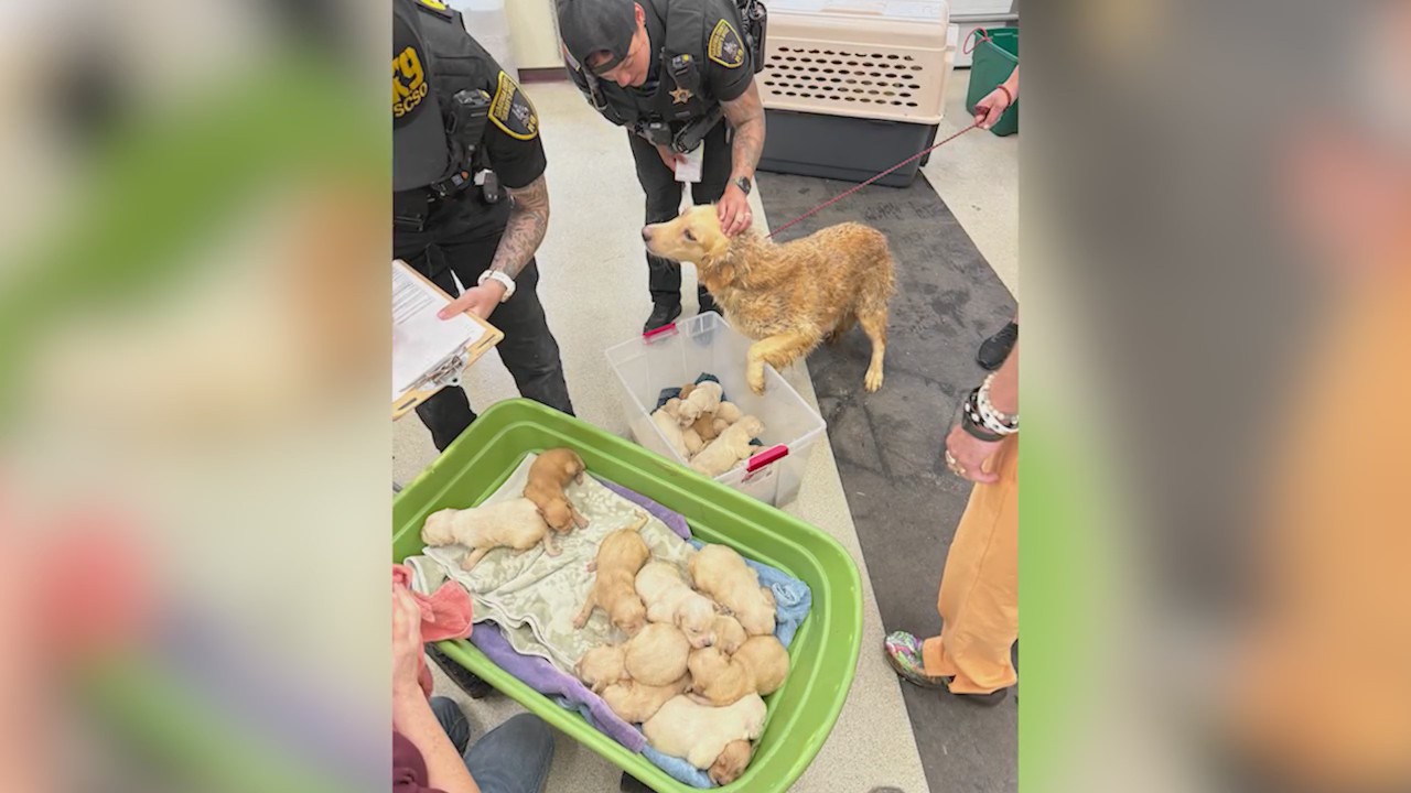 Milton man charged with abusive neglect of 55 dogs – NEWS10 ABC