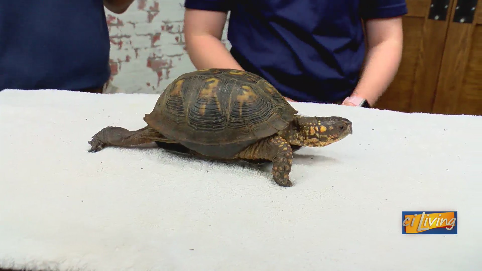 How to Safely Handle Turtles in the Wild – WCIA.com
