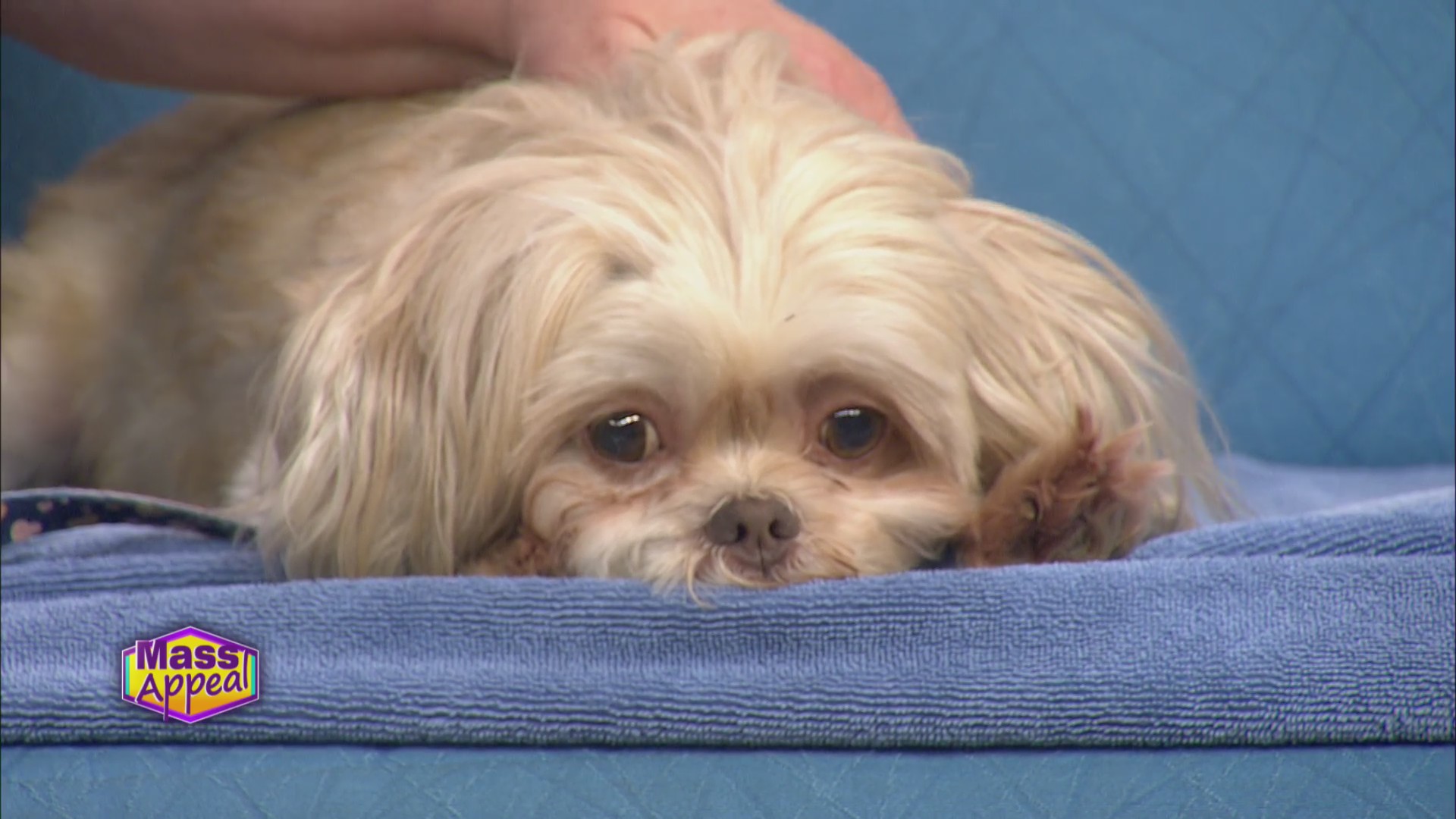 Mass Appeal Pet of the Week: Meet Anayia! – WWLP