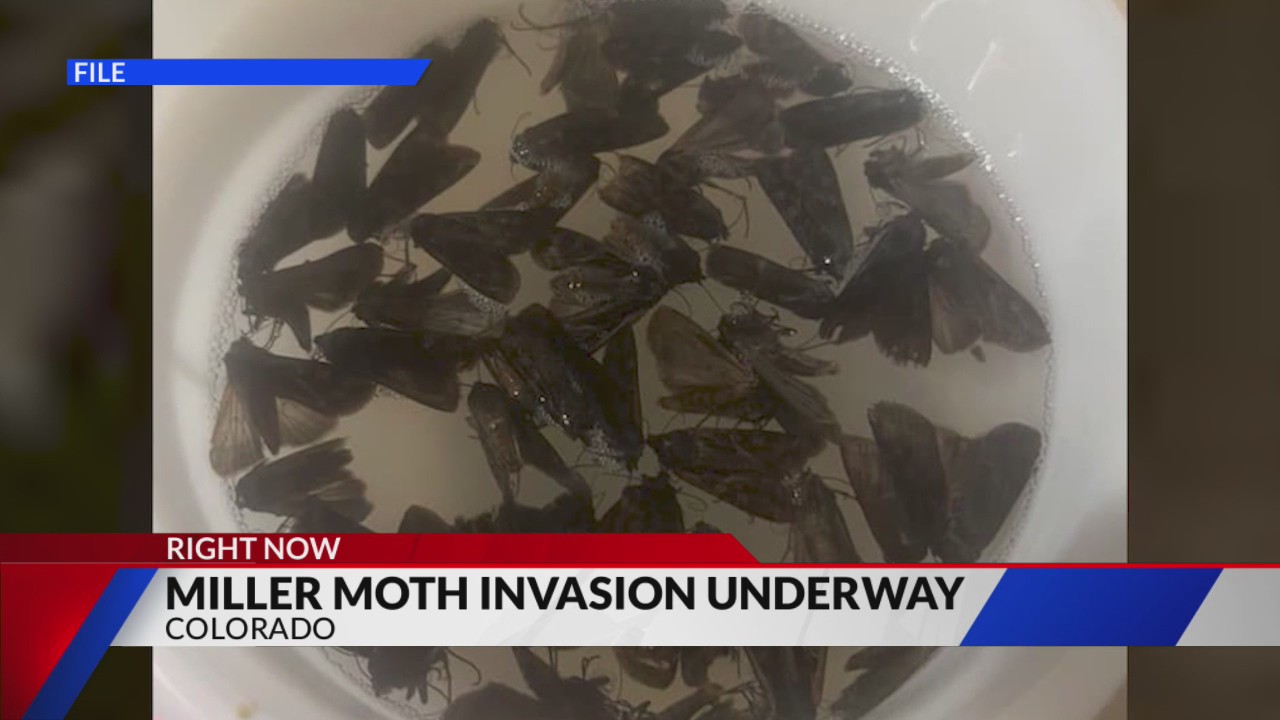 Keeping up with the millers: It’s moth season in Colorado – FOX21 News ...