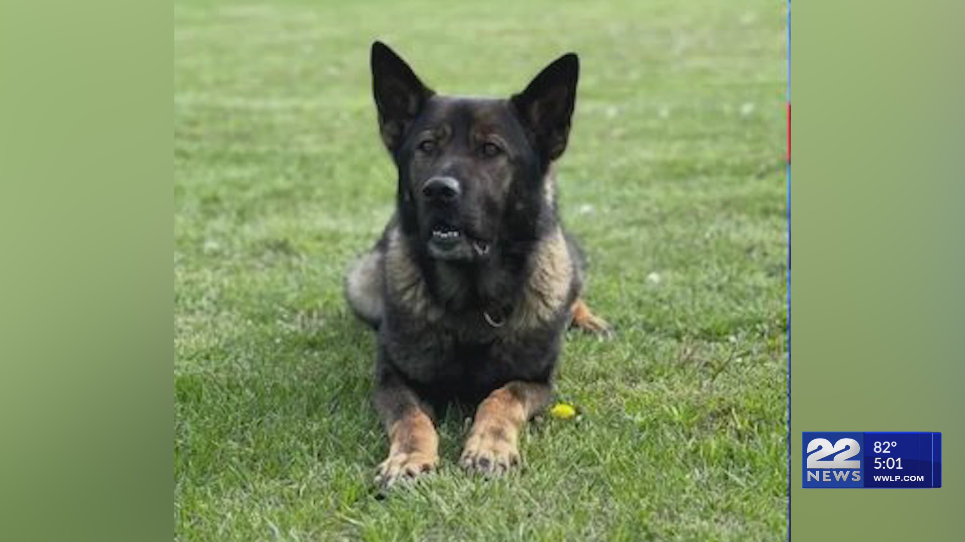 Connecticut State Police K-9 Nash helps to locate missing man – WWLP
