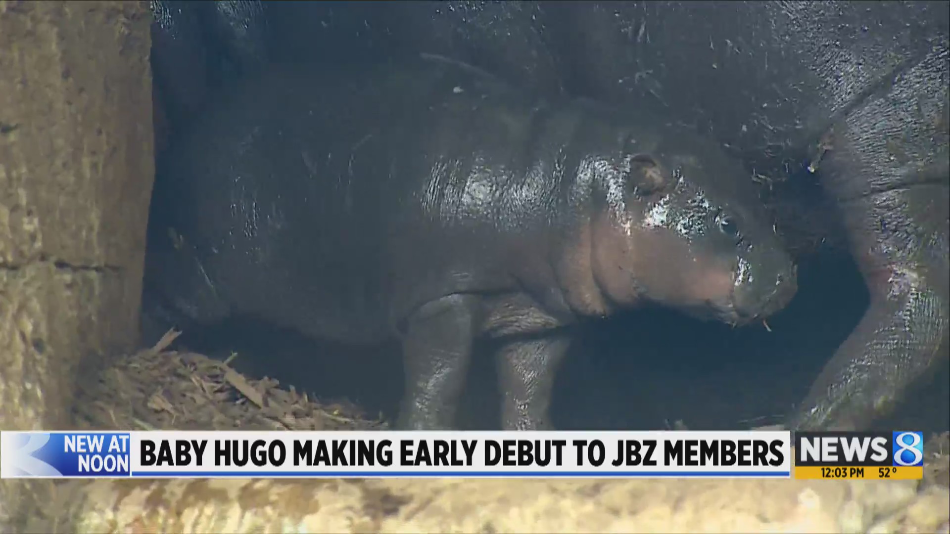 John Ball Zoo’s baby hippo makes his debut – WOODTV.com