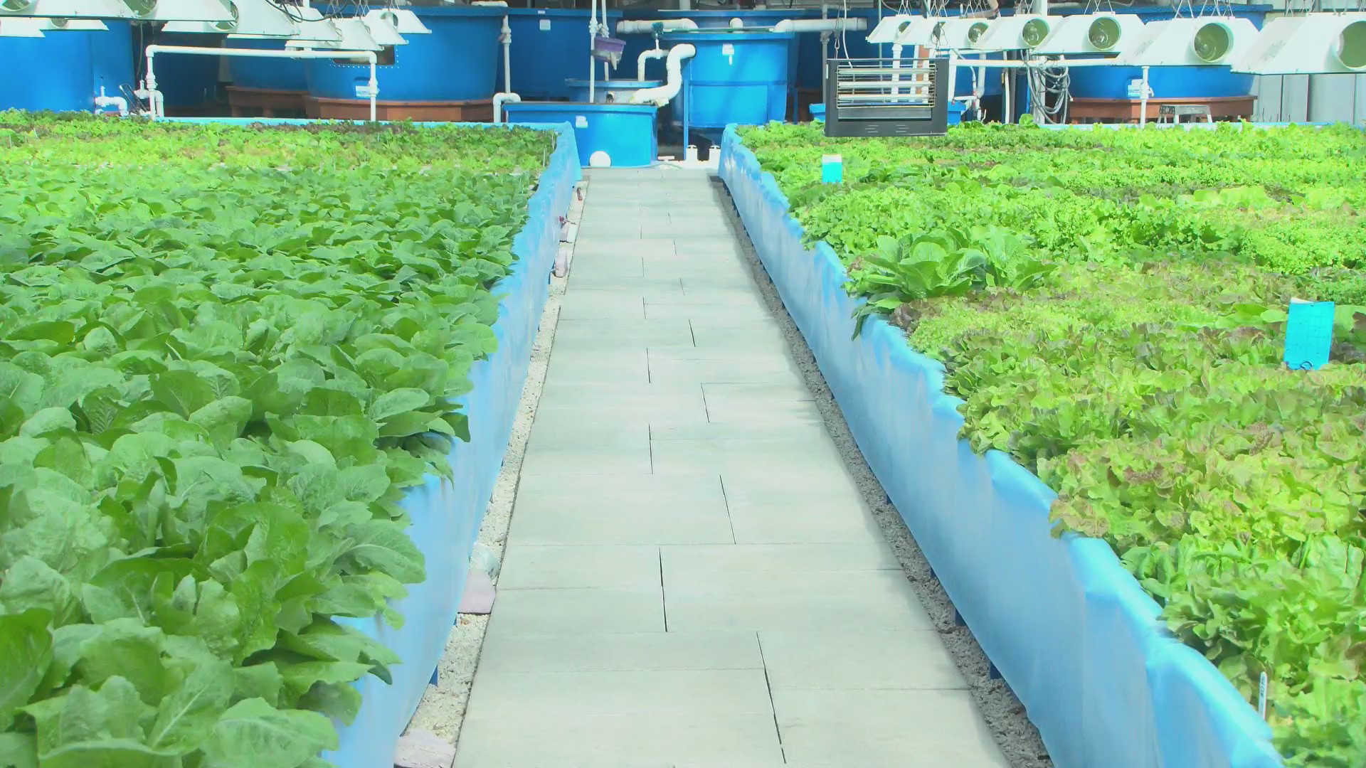 Central Illinois farm uses fish and water to grow produce – WCIA.com