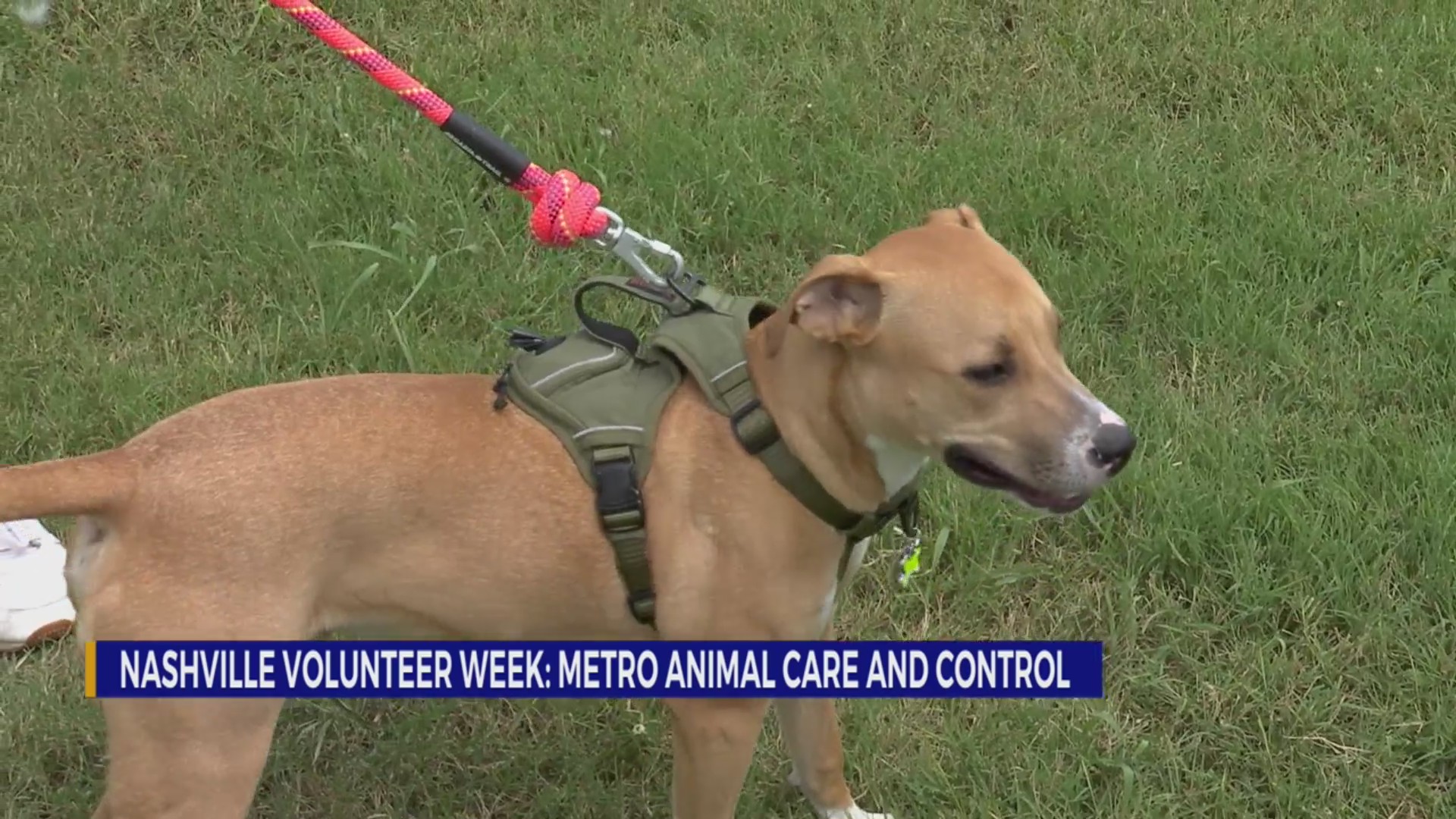 Nashville Volunteer Week: Metro Animal Care and Control – WKRN News 2