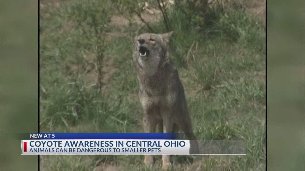 The truth about coyotes in central Ohio – NBC4 WCMH-TV