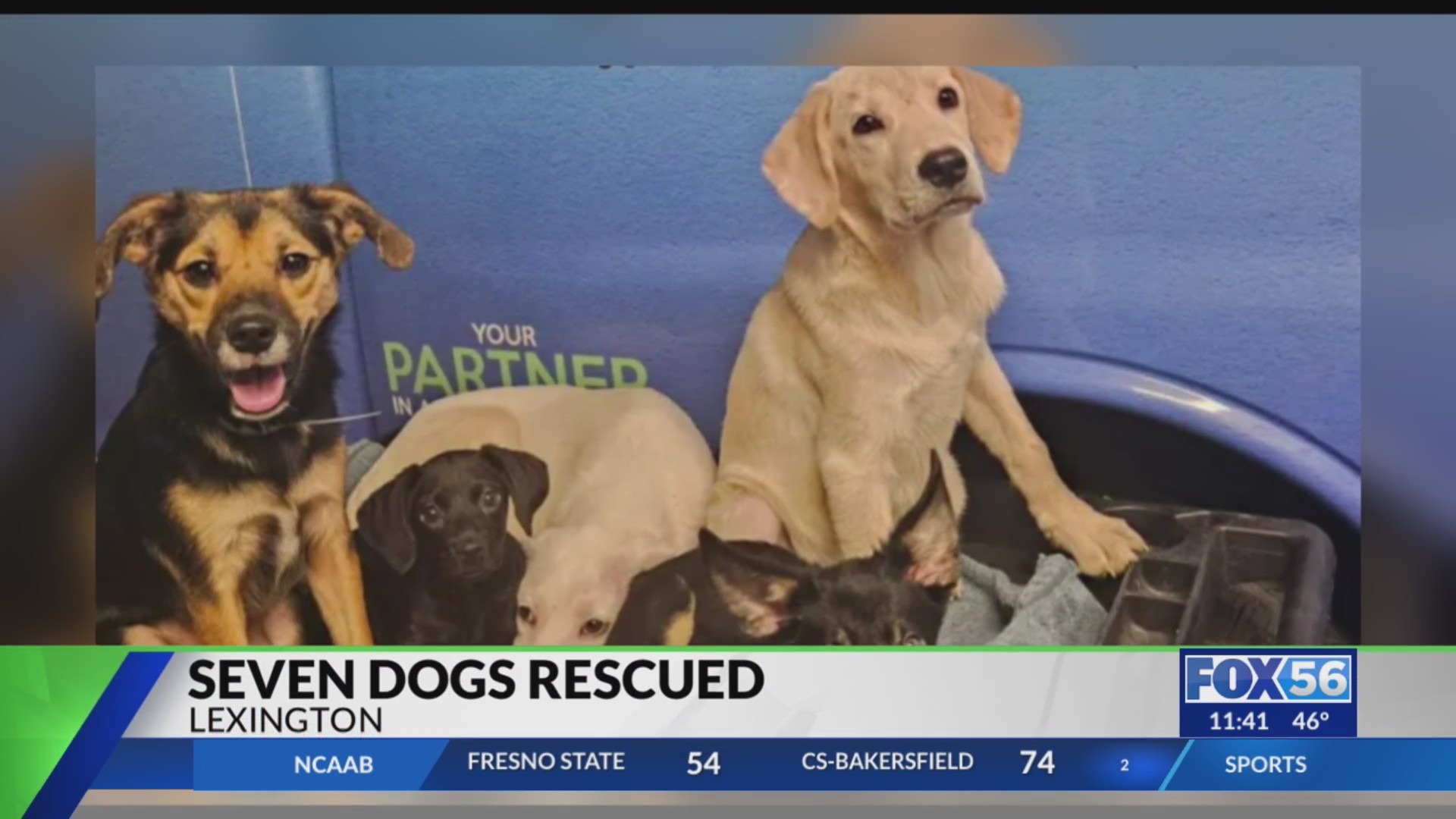 7 dogs rescued over multiple days in Lexington after caller tells ...