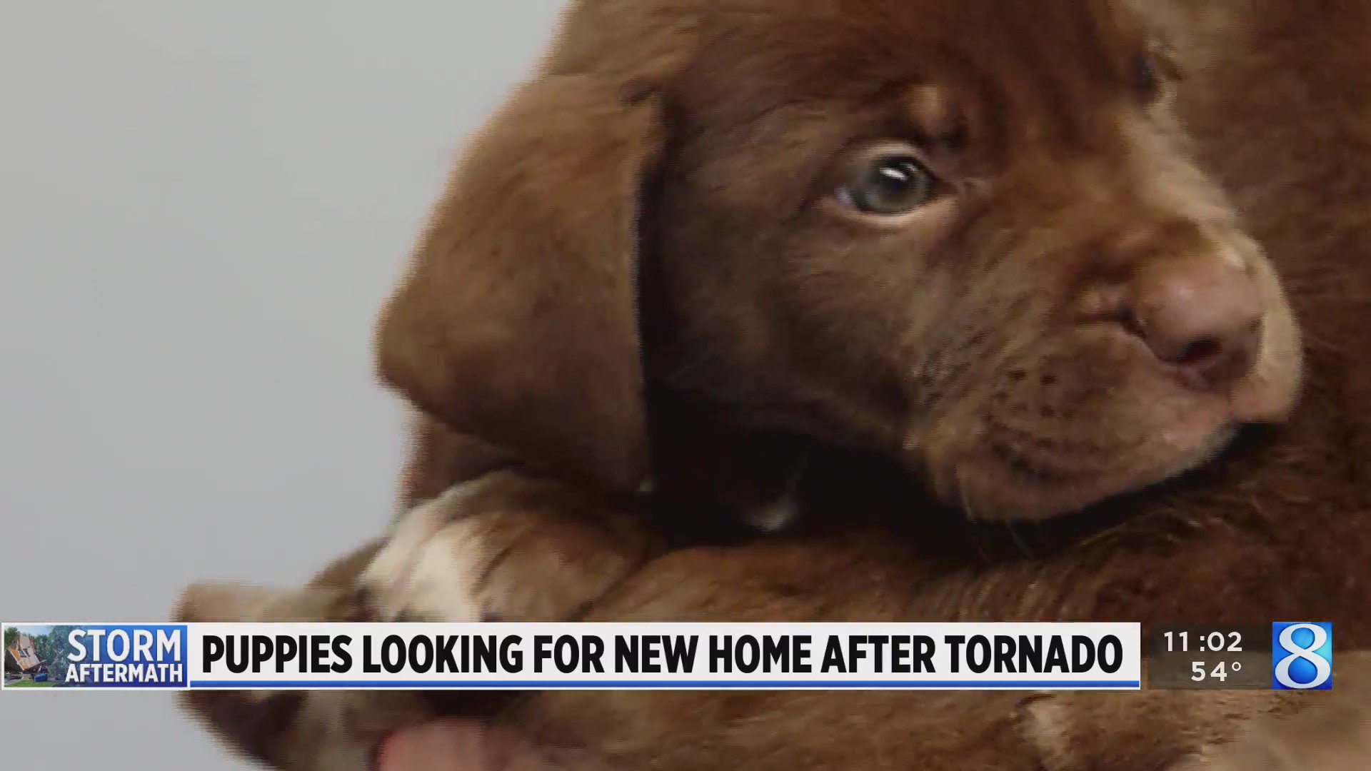 ‘Tornado litter’: 6 survivor puppies need a new home – WOODTV.com