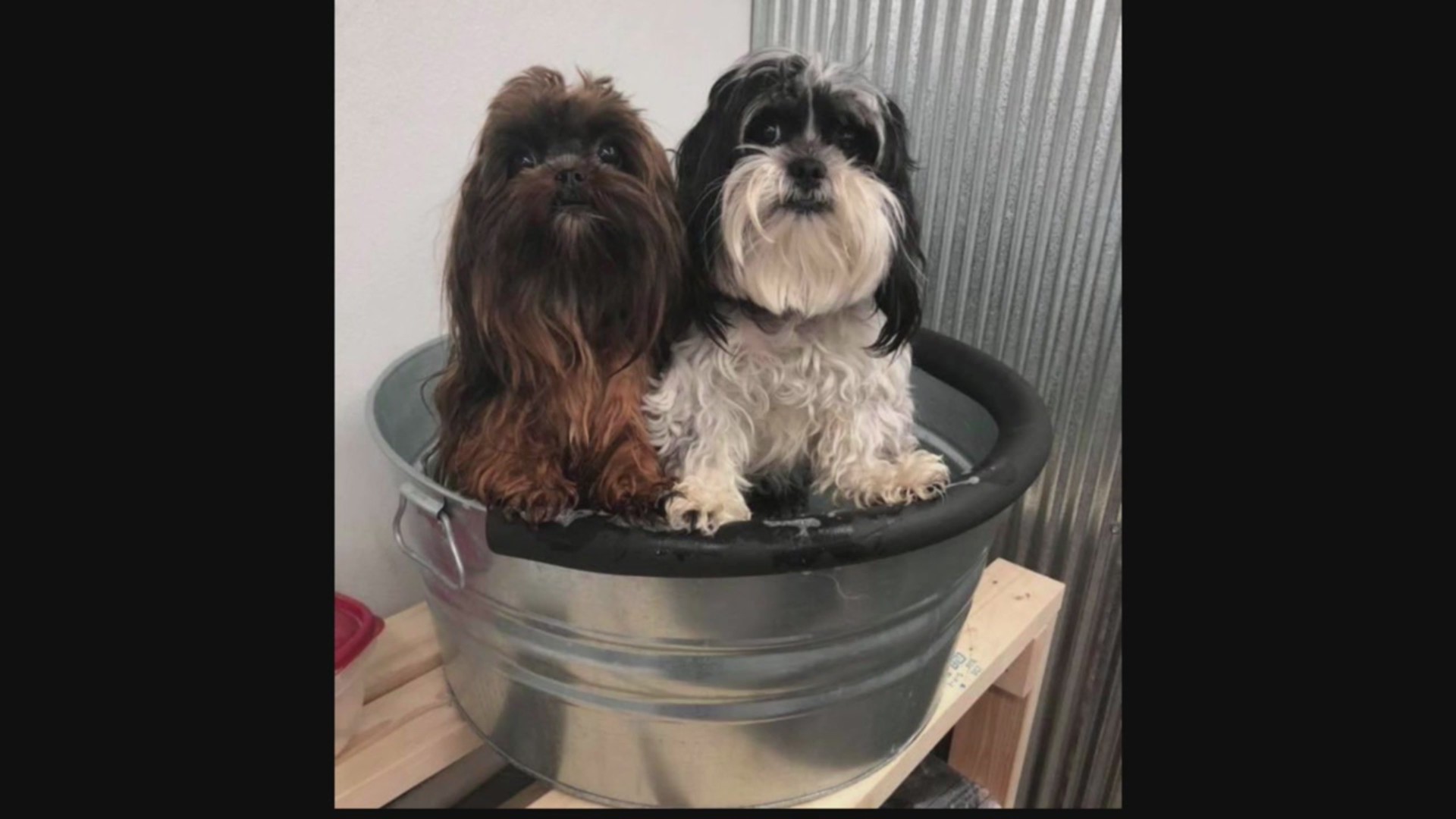 Cutest Pet – Teddy & Coco – WJET/WFXP/YourErie.com