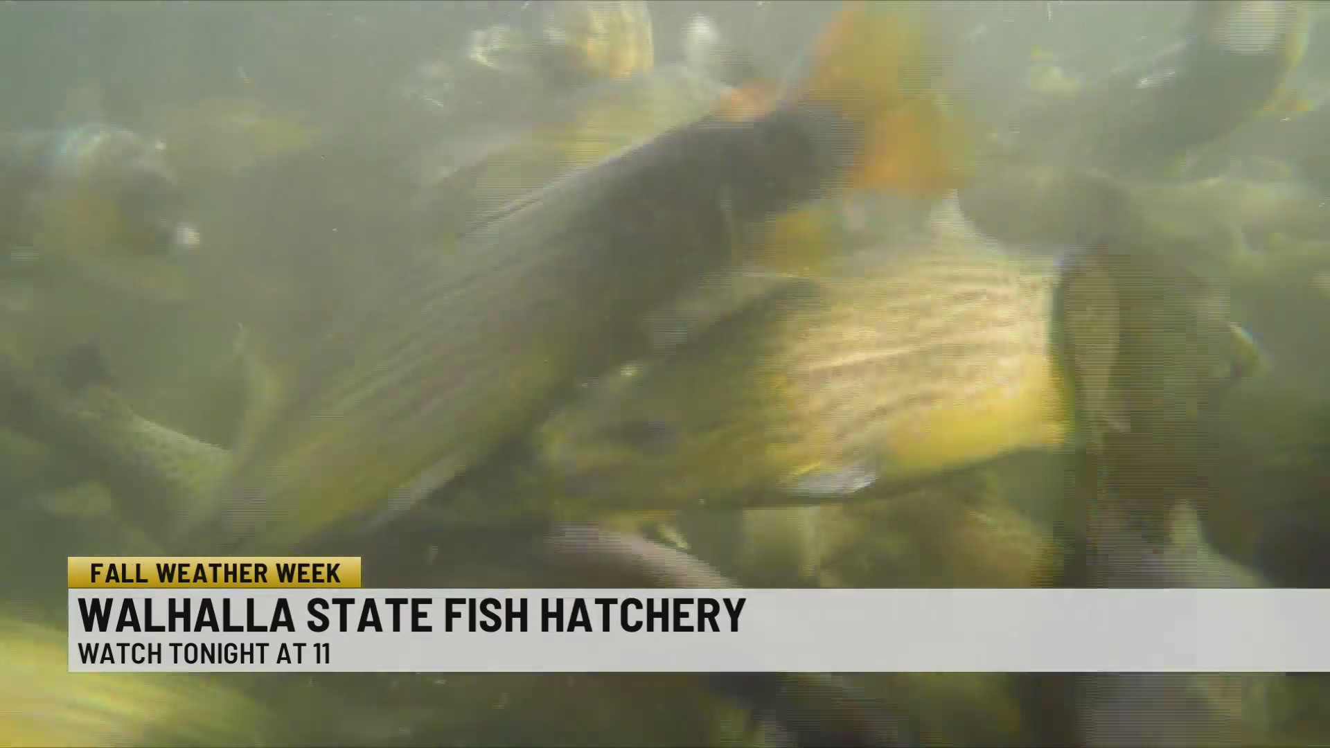 Fall Weather Week: Walhalla State Fish Hatchery – WSPA 7NEWS