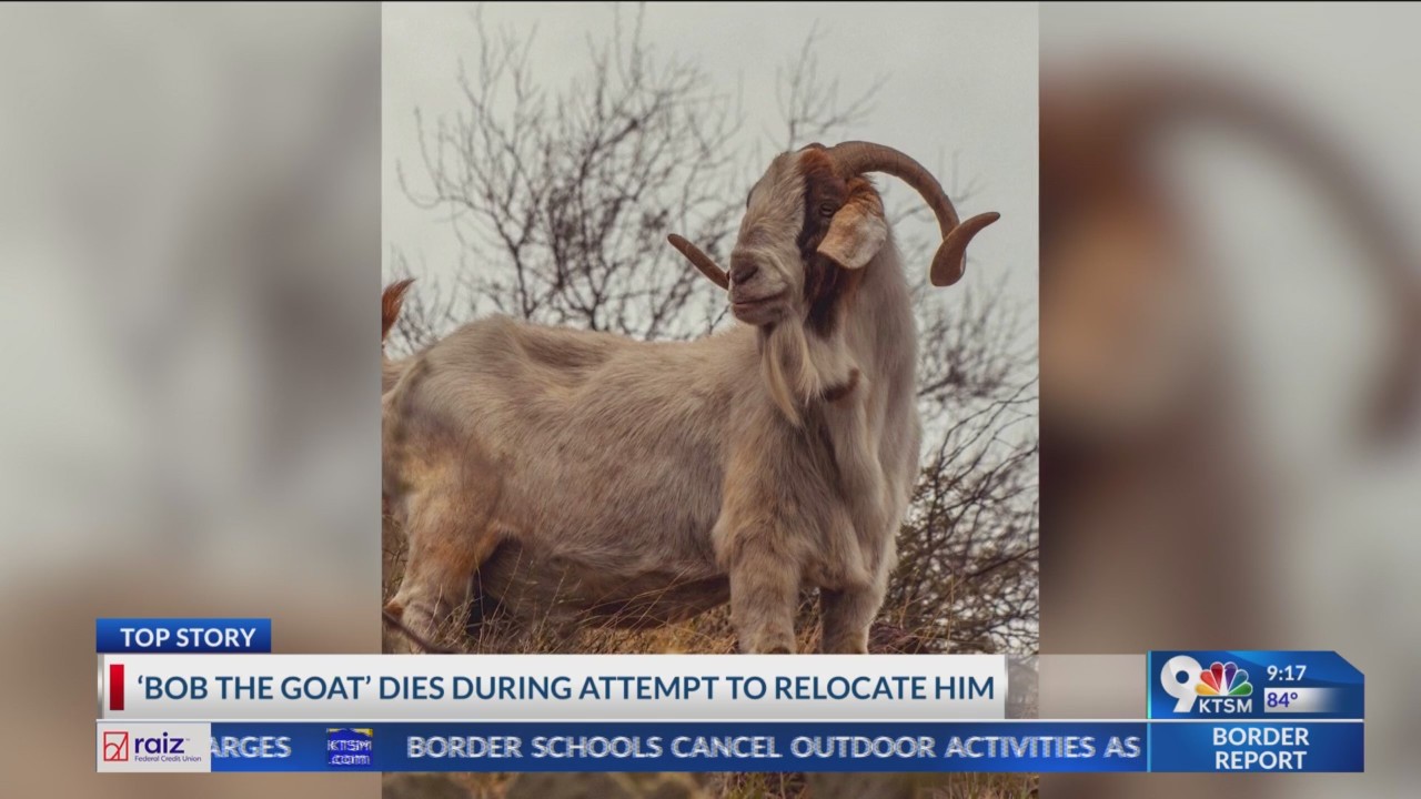 Bob the Goat dies during relocation attempt – KTSM 9 News