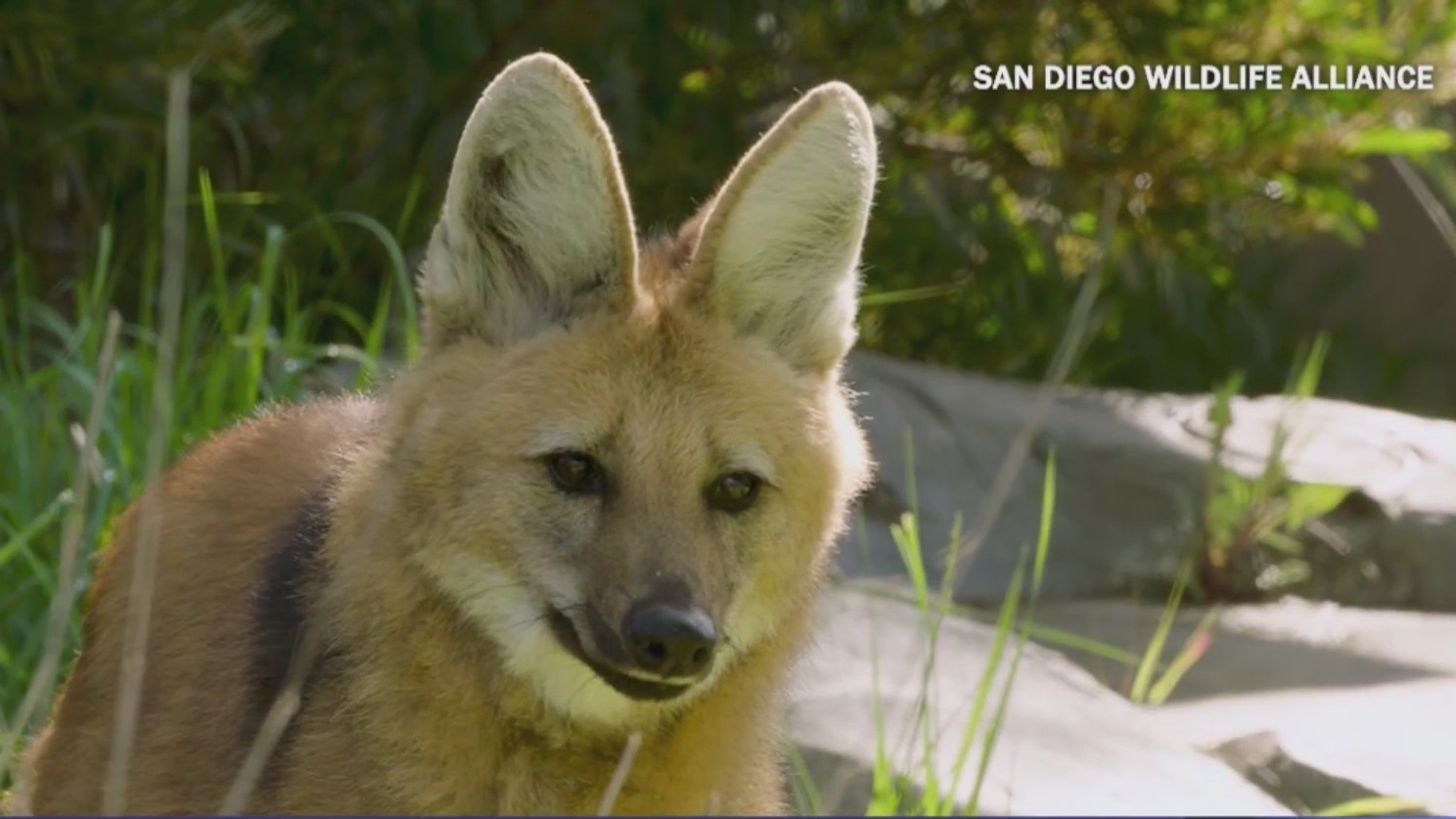Two maned wolves join the San Diego Zoo – FOX 5 San Diego & KUSI News