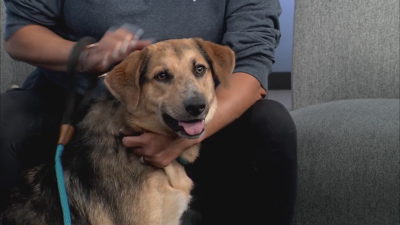 Pet Stop: Joanna with Haseya’s New Beginning Animal Rescue – KLFY.com