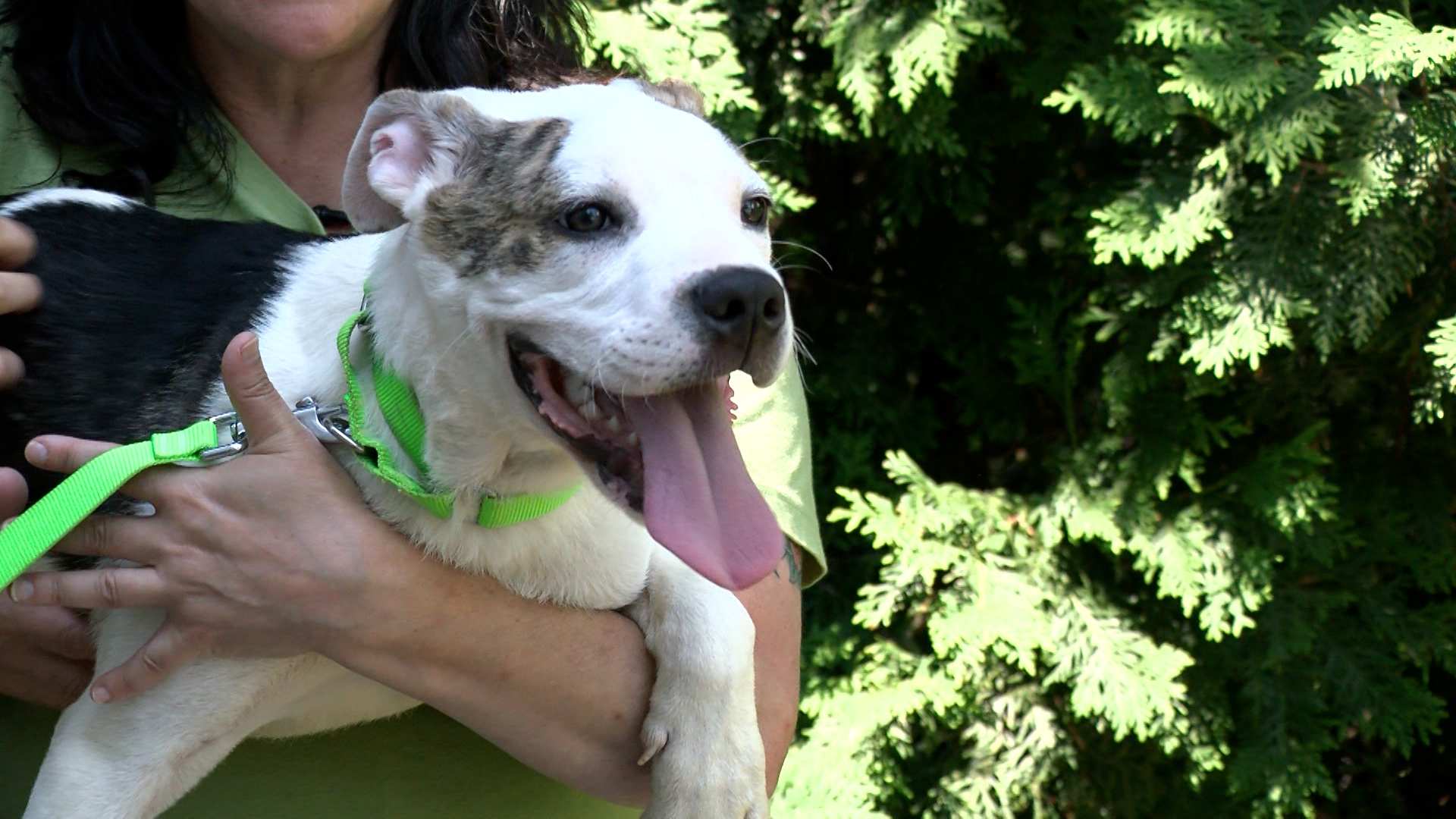 Jet Pet: Wyatt – WJET/WFXP/YourErie.com